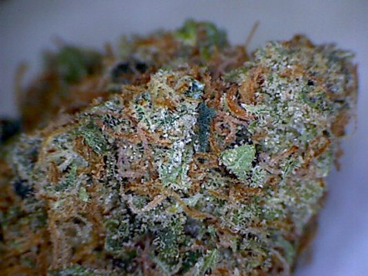 Buy Tahoe OG Kush Cannabis Germany - Dutch Weed Dispensary